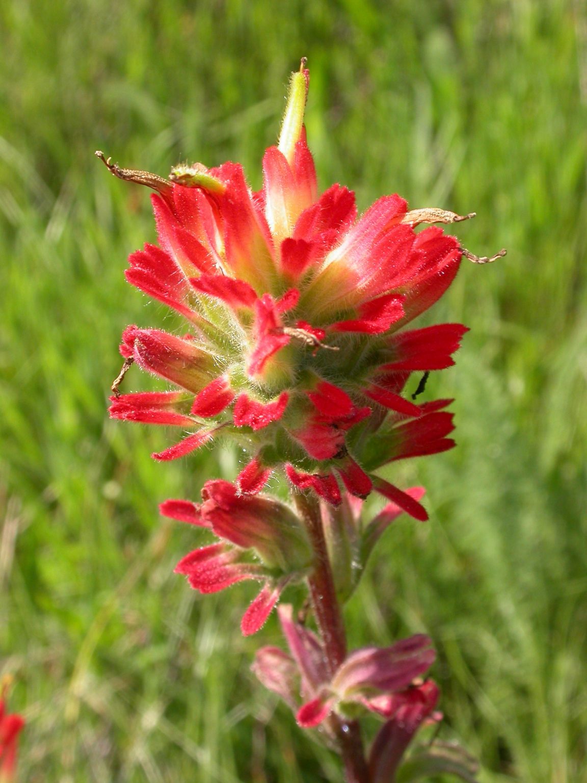 Wildflower Walks - POST Guides