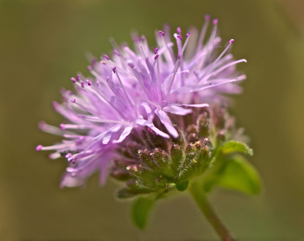 Bay Area Wildflower Walks: 2026 Spring Hiking Guide