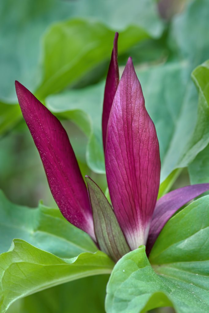 Bay Area Wildflower Walks: 2026 Spring Hiking Guide