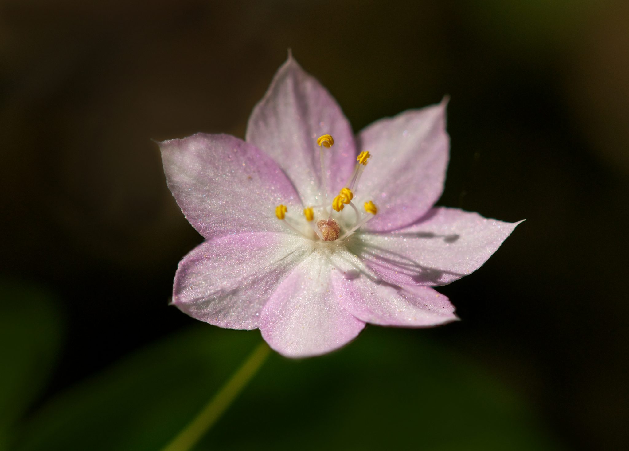 Wildflower Walks - POST Guides