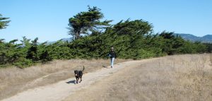 Dog-Friendly Hikes - POST Hiking Guides