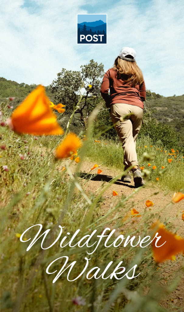Bay Area Wildflower Walks: 2026 Spring Hiking Guide